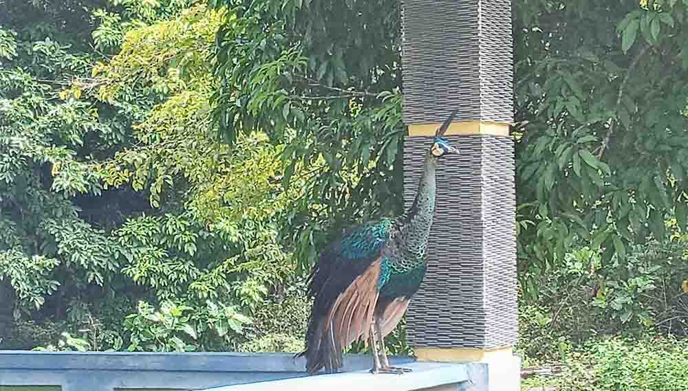 Cagar Alam Jadi Spot Ngabuburit – Radartasik.id