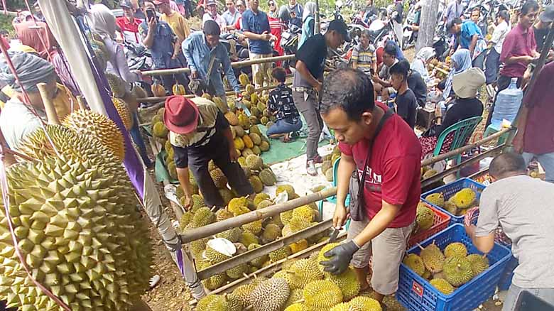 3 Jenis Durian Lokal Bangunkarya Tak Kalah Saing, Ada yang Usia Pohonnya Lebih dari 100 Tahun ...