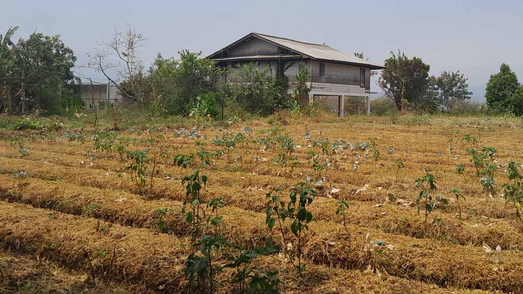Ratusan Hektare Lahan Pertanian di Kabupaten Garut Terdampak Kekeringan – Radartasik.id