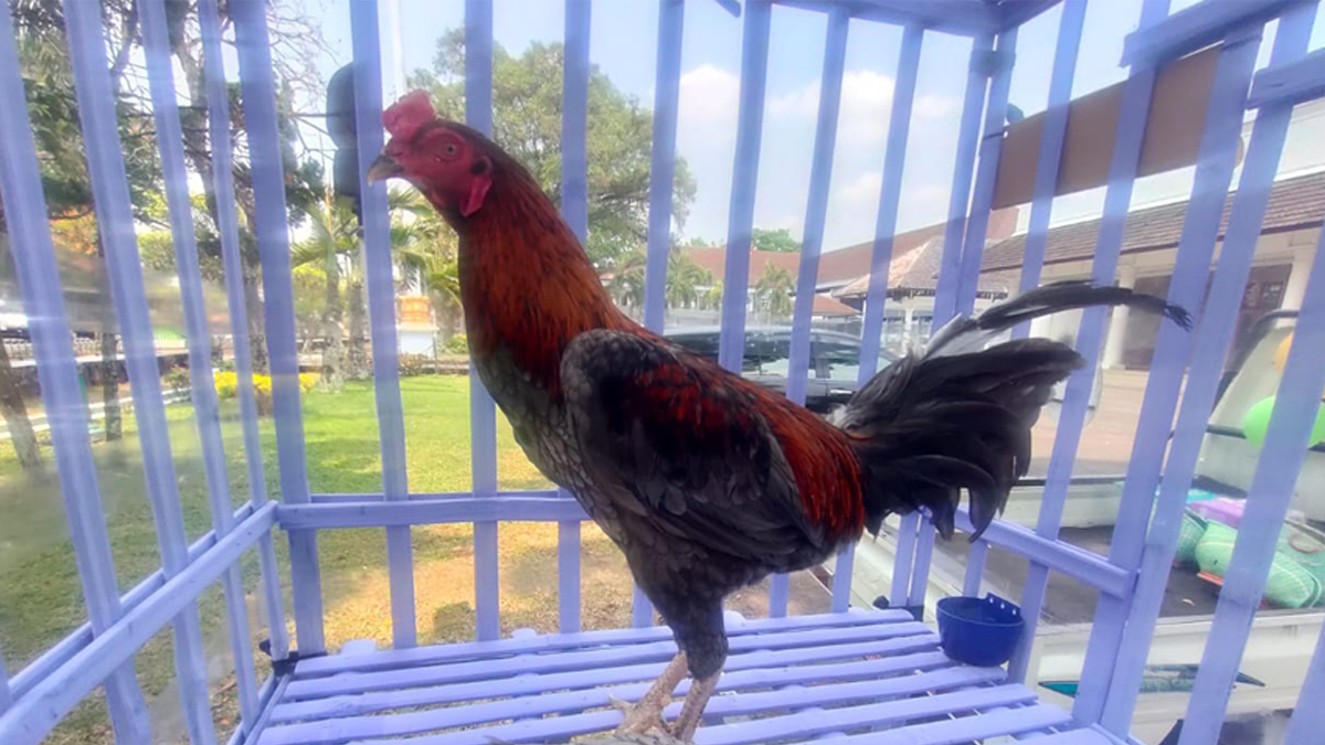 Ayam Sentul: Endemik Asli Kabupaten Ciamis yang Terlupakan – Radartasik.id