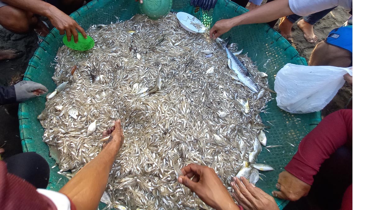 PANEN! Tangkapan Ikan di Perairan Pangandaran Capai 1,4 Juta Kilogram ...