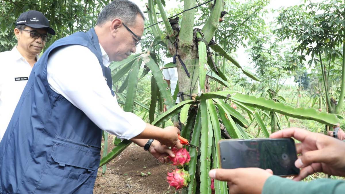 Awalnya Lahan 2 Hektare di Kota Tasikmalaya Ini Tak Produktif, Kini ...
