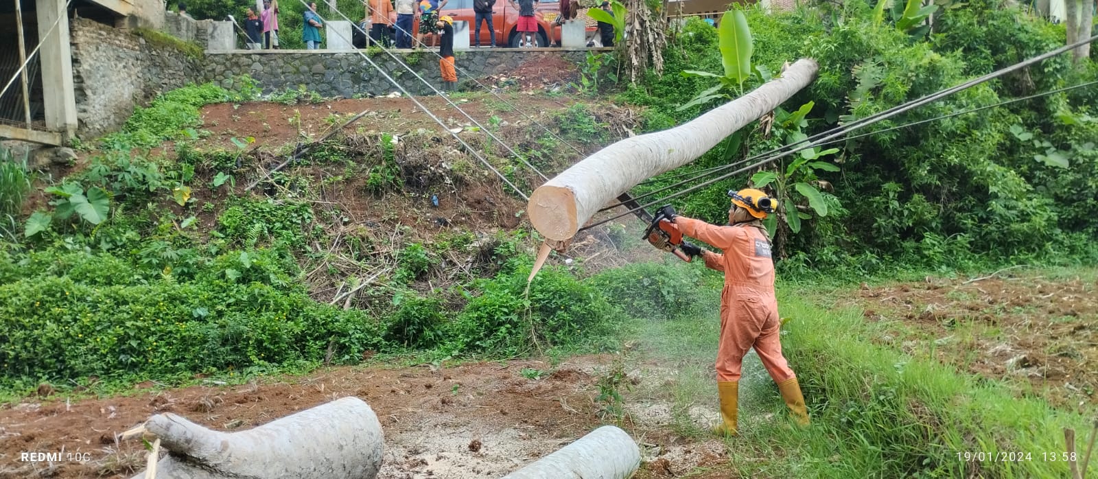 Pohon Albasiah Tumbang Timpa Kabel Tegangan Tinggi, Tiang Listrik Ikut ...