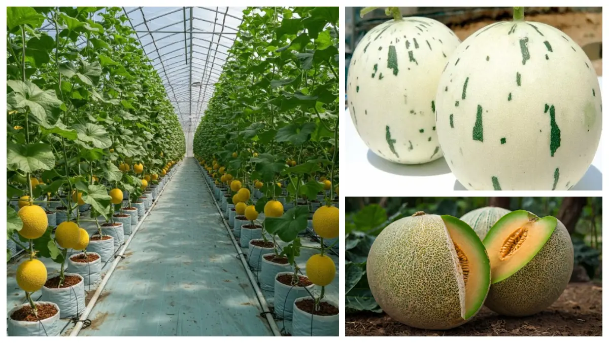Wisata Petik Melon Premium di Tasikmalaya, Langsung dari Pohon! Rasakan ...
